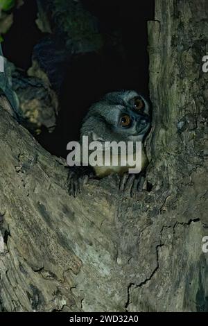 Spix's night monkey (Aotus vociferans), sitting in a tree, Peru, Loreto ...