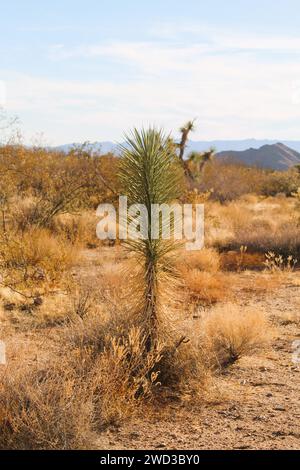Joshua Tree in Mohave County, Arizona desert Stock Photo - Alamy