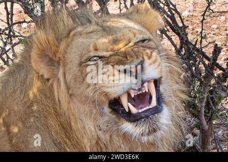 A lion, its belly full of giraffe, shows its formidable fangs at a game ...