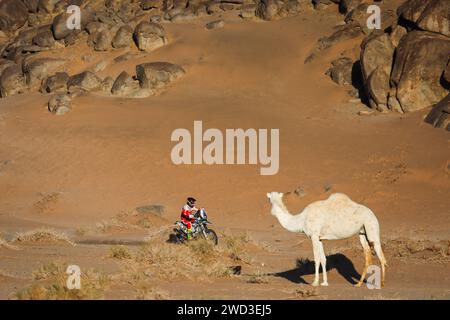camel during the Stage 11 of the Dakar 2024 on January 18, 2024 between ...