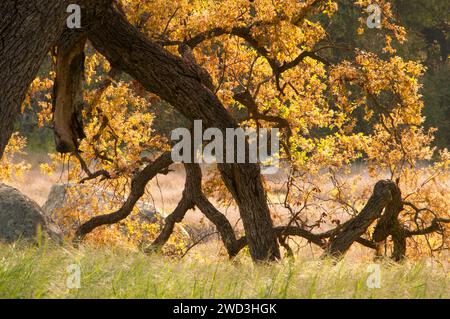 Oak along Oak Tree Trail, Santa Rosa Plateau Ecological Preserve ...