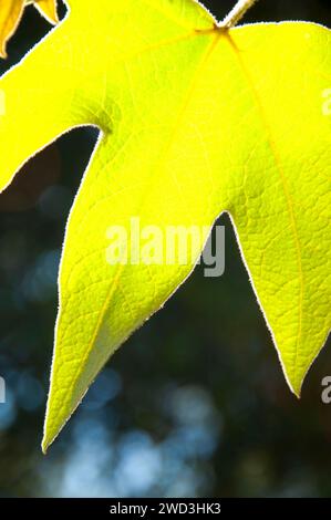 Western sycamore (Platanus racemosa) leaf, Ronald W Caspers Wilderness ...