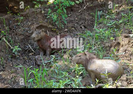 Capybara Amazon Forest. Covered in mud living in its natural habitat ...