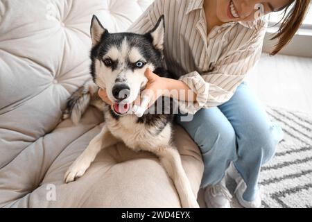 Woman brushing Siberian Husky's teeth at home Stock Photo - Alamy