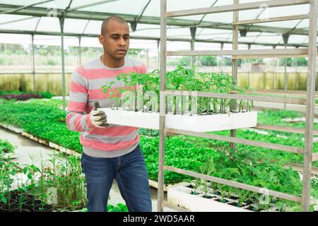 Latina man stacking crates with seedlings in greenhouse Stock Photo - Alamy