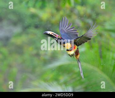 Collared Aracari (Pteroglossus torquatus) under rain, Laguna del ...