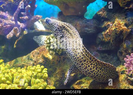 Reticulated moray eels gracefully gliding through the sea. This ...