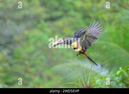 Collared Aracari (Pteroglossus torquatus) flying under rain, Laguna del ...