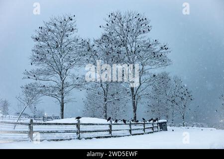 Crows, roosting, winter, New Brighton Park, Vancouver, British Columbia ...