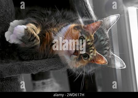 Crazy cute cat playing, fuzzy feline tabby kitty, face, paws, fur ...
