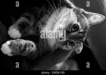 Crazy cute cat playing, fuzzy feline tabby kitty, face, paws, fur ...