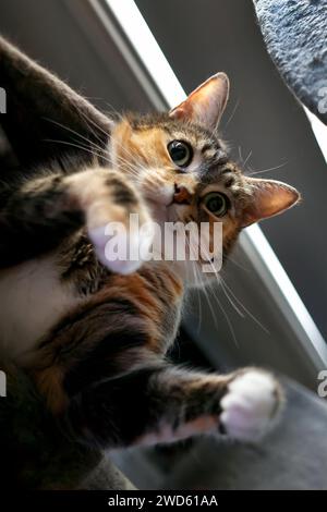 Crazy cute cat playing, fuzzy feline tabby kitty, face, paws, fur ...