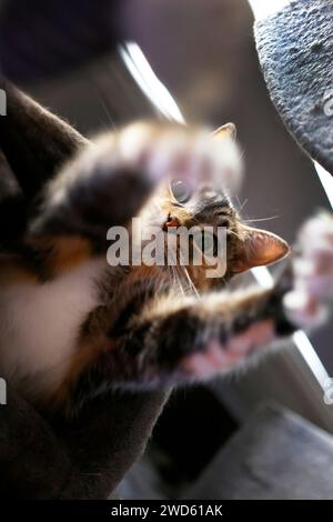 Crazy cute cat playing, fuzzy feline tabby kitty, face, paws, fur ...
