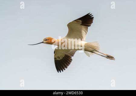 Avocet in Flight Summer in Sasktchewan Canada Background Stock Photo ...