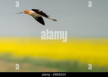 Avocet in Flight Summer in Sasktchewan Canada Background Stock Photo ...