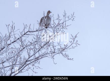 Sharp Tailed Grouse in winter frosty tree Stock Photo - Alamy