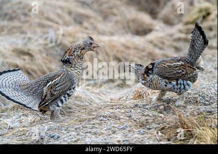 Ruffed Grouse Saskatchewan in Lek Mating Dance Ritual Stock Photo - Alamy