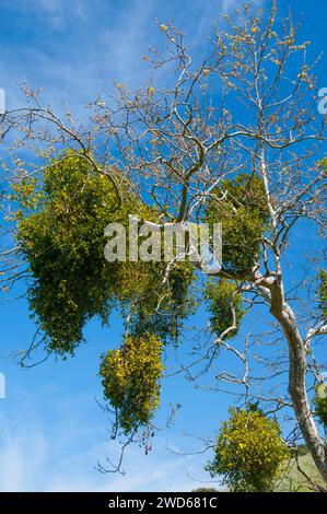 Western sycamore (Platanus racemosa) with mistletoe, Los Penasquitos ...