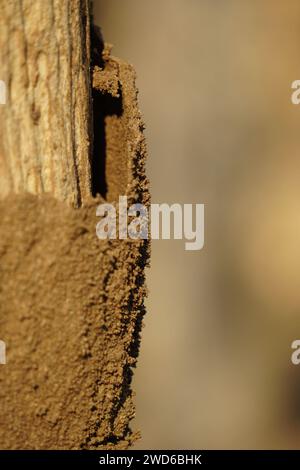 Coptotermes formosanus (Formosan termite, super-termite, semut kongkiak ...