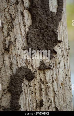 Coptotermes formosanus (Formosan termite, super-termite, semut kongkiak ...