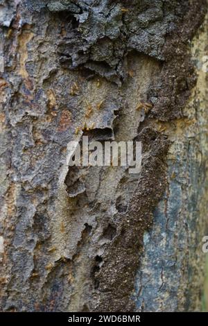 Coptotermes formosanus (Formosan termite, super-termite, semut kongkiak ...