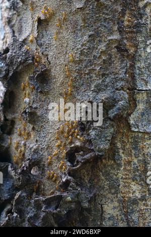 Coptotermes formosanus (Formosan termite, super-termite, semut kongkiak ...