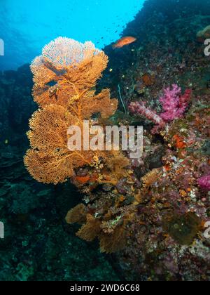 Giant Gorgonian Sea Fan Soft Coral. Branching Gorgonia Corals ...