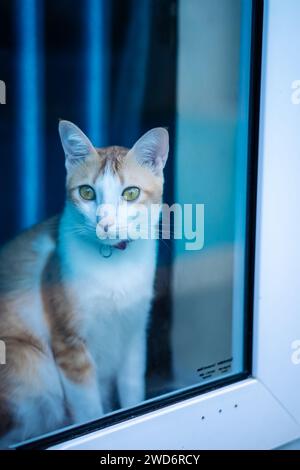 Serious cat sitting inside room looking out through big glass window ...