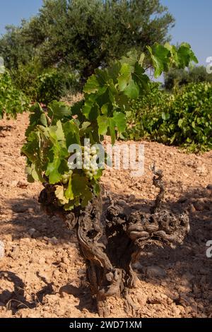 Spanish vineyard of white grape strains Stock Photo - Alamy