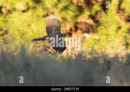 Adult female Northern goshawk flying between oaks and pjnos of a ...