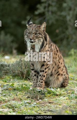 Adult male Iberian Lynx walking through her territory within a ...