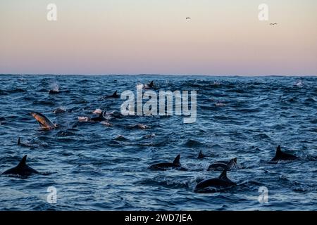 A group of dolphins swims at the surface during the sardine run Stock ...