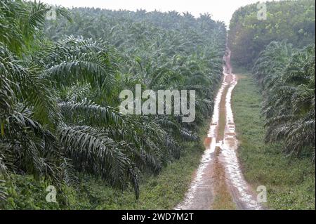 GHANA, Kwae, GOPDC, a member of the Siat Group of Belgium, is an ...