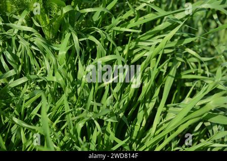 Juicy bright and unusual grass, grass vegetation in the sun, fabulous ...