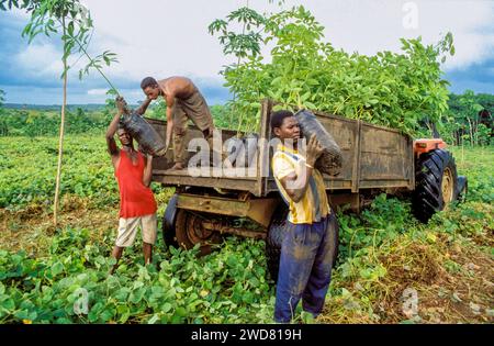 Ivory Coast, Pakidie. Men planting the rubbertrees that just arrived ...