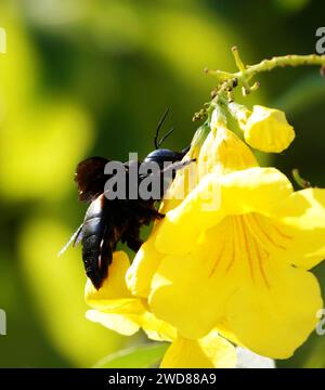 A closeup of a small black carpenter bee, Ceratina cyanea Stock Photo ...