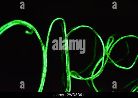 Toxic green lime lighting with specific pattern neon electroluminescent ...