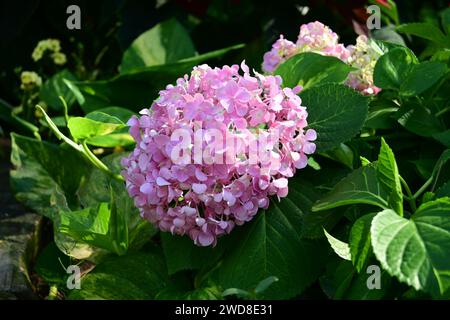 Pink hydrangea flower in greenery, botanical garden photo closeup ...