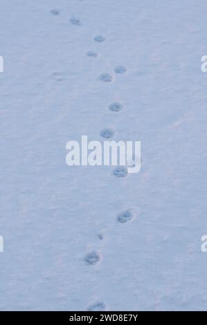 arctic fox Alopex lagopus tracks on the arctic coast 1002 area of the ...
