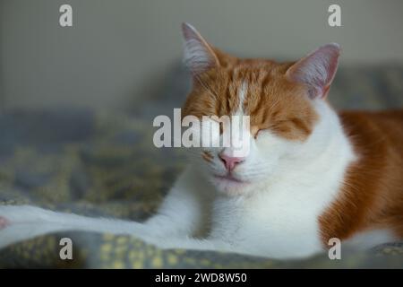 cute ginger cat having a nap on the bed, in black and white Stock Photo ...