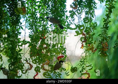 Imlee (Tamarindus indica, Pithecellobium dulce) evergreen tree with ...