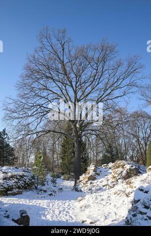 Eichenbaum, Quercus; Robur Stock Photo - Alamy