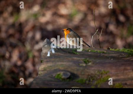 Robin on fallen tree trunk facing right Stock Photo - Alamy