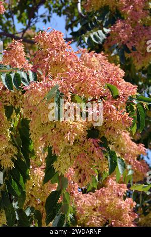 Ailanthus altissima, tree of heaven, ailanthus, varnish tree, chouchun ...