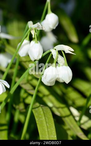 few-flowered garlic, few-flowered leek, Wunder-Lauch, Seltsamer Lauch ...