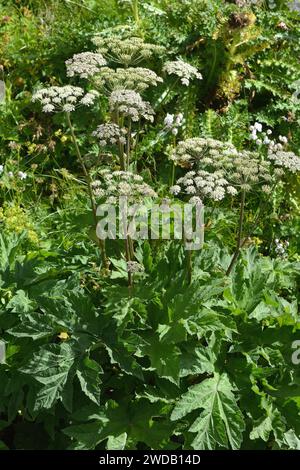 hogweed, cow parsnip, Bärenklau, berce, Heracleum sp., medvetalp ...
