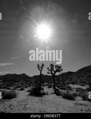 The summer sun shines brightly behind Joshua trees in Joshua Tree ...