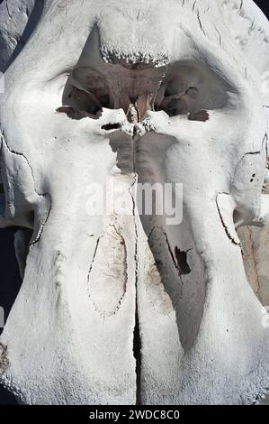 Hippo skull, skull, animal skull, poacher, hunting, trophy, hunting ...