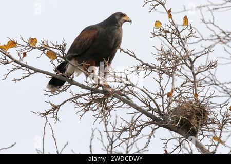 Harris Hawk in a tree Stock Photo - Alamy