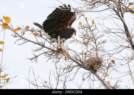 Harris' Hawk in tree to snatch a nest Stock Photo - Alamy